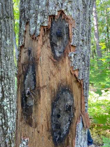 Prevent oak wilt: trim your trees this winter | News, Sports, Jobs ...
